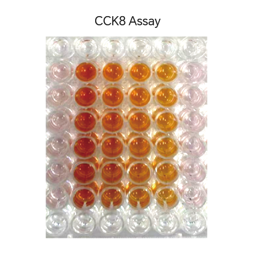 Cell Counting Kit-8 (CCK-8)|Cell Proliferation and Cytotoxicity|for ...